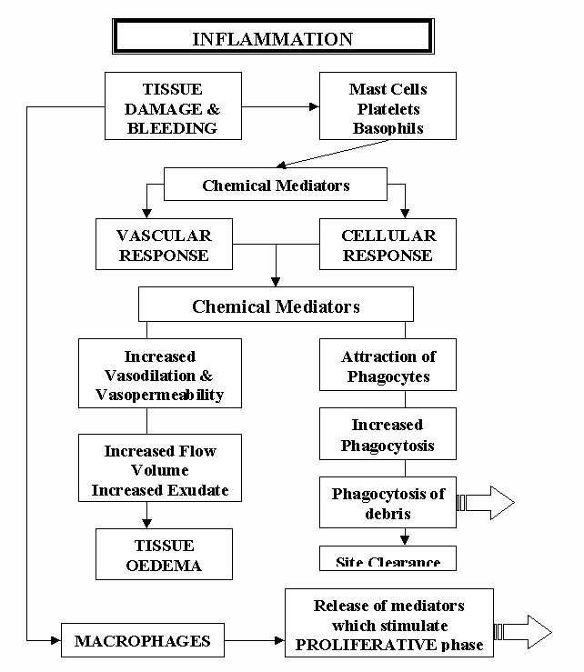 The inflammatory cascade in soft tissue damage